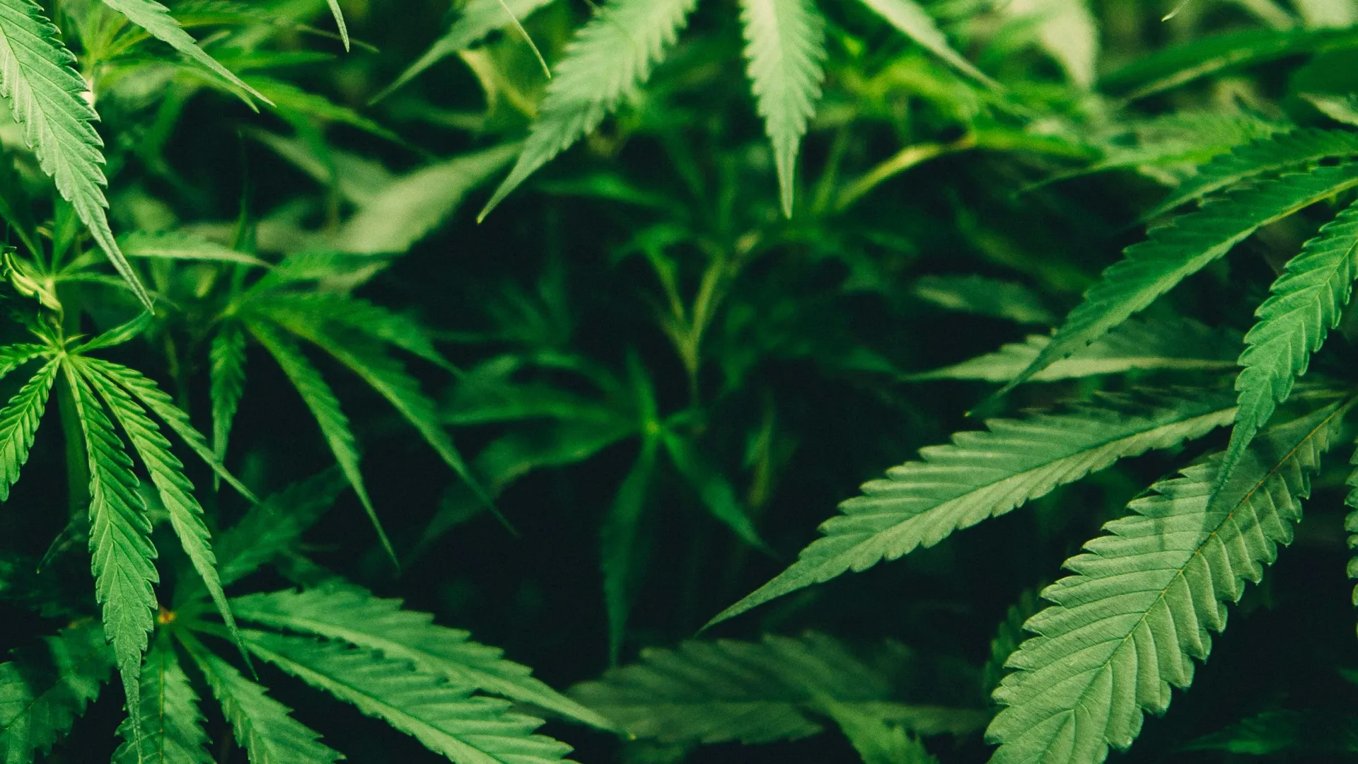 Drugs: The Good & The Bad, Marijuana CBD/THC Health Benefit for ...